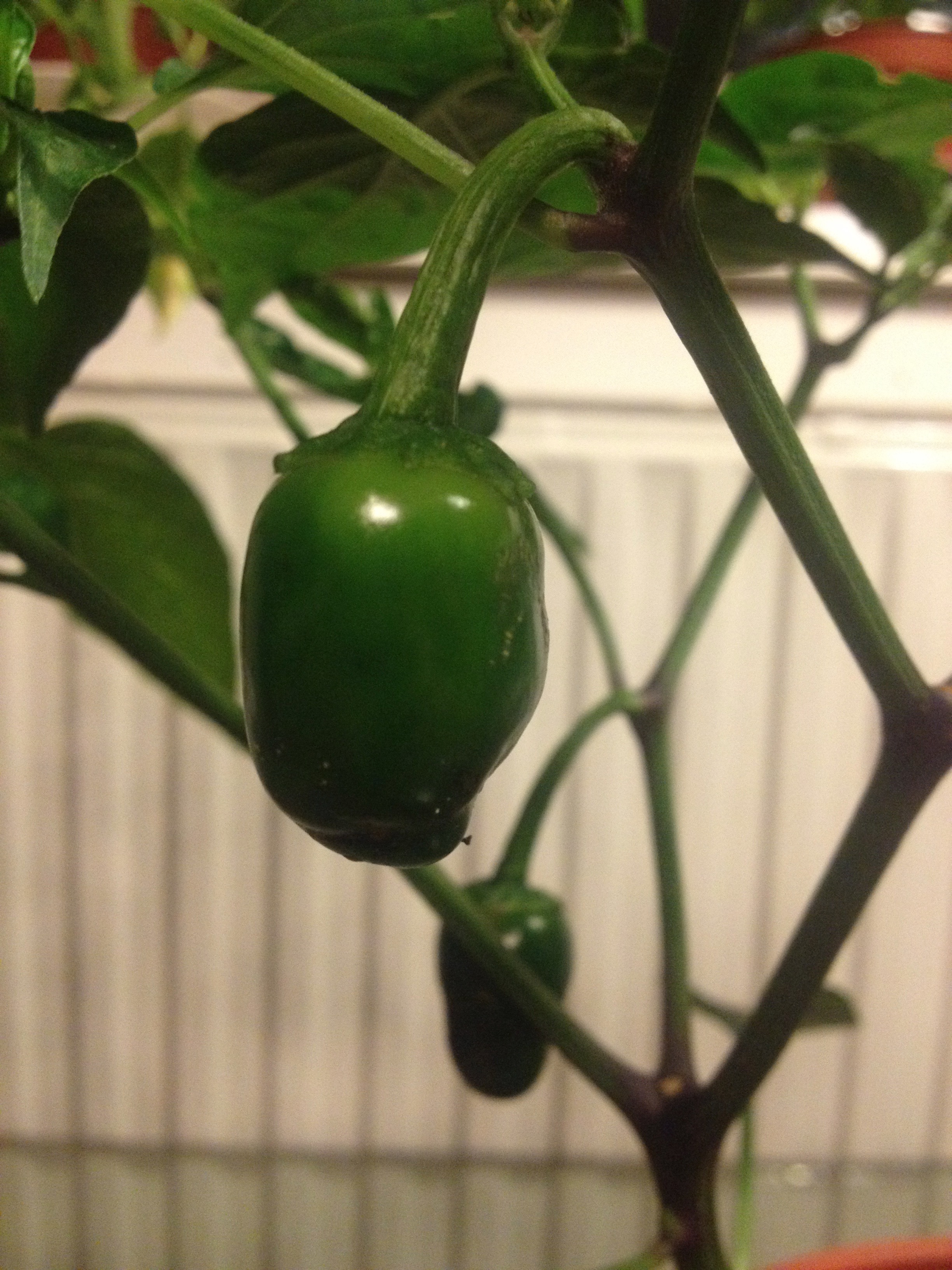 Growing Chillis Up North: Success and Failure – Grow More With Less
